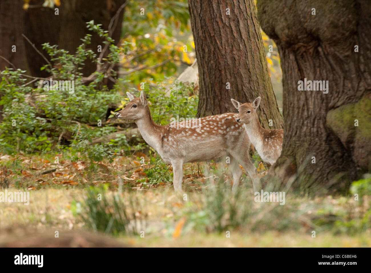 Woodland scene two Fallow deer emerging from within the wood Stock ...