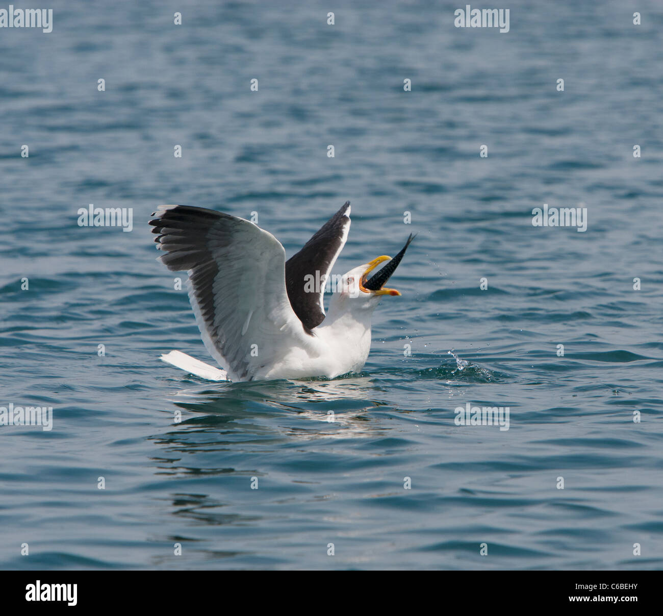 Gulls feeding on fish hi-res stock photography and images - Alamy