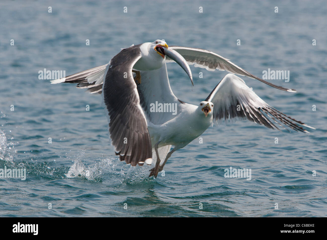 Gulls feeding on mackerel Stock Photo - Alamy
