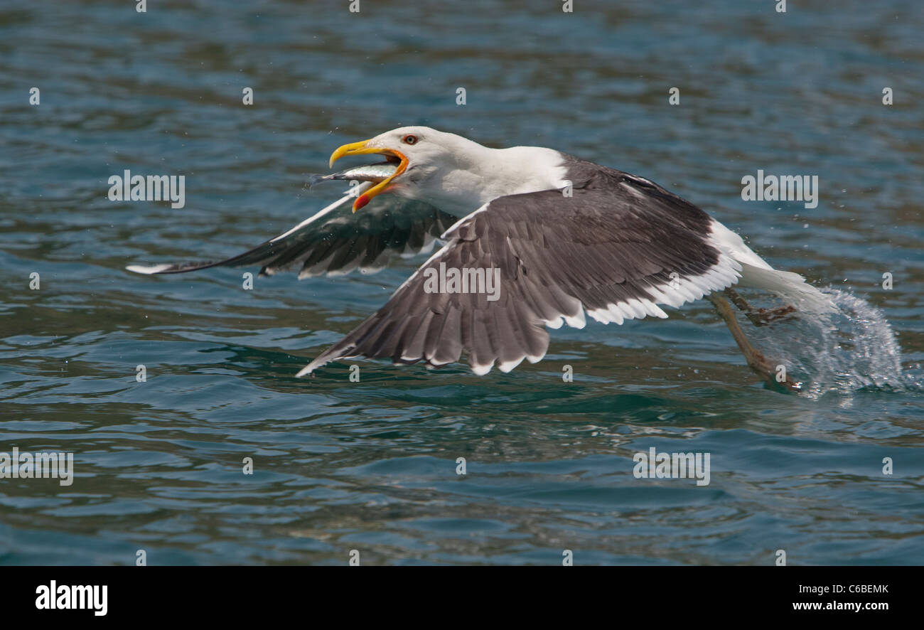 Gulls feeding on fish hi-res stock photography and images - Alamy