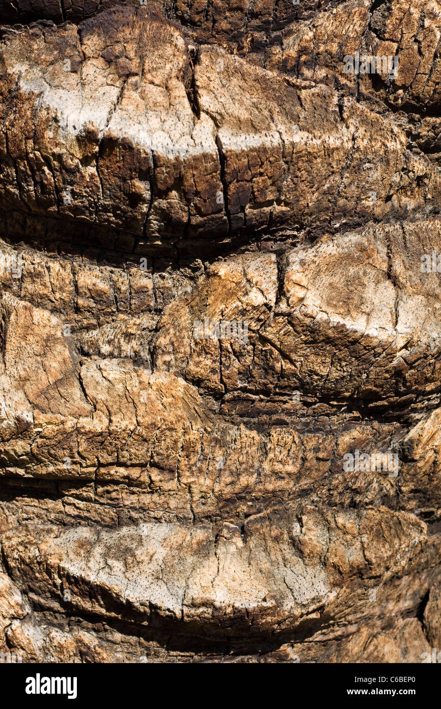 Close up shot of Palm Tree Bark Stock Photo - Alamy
