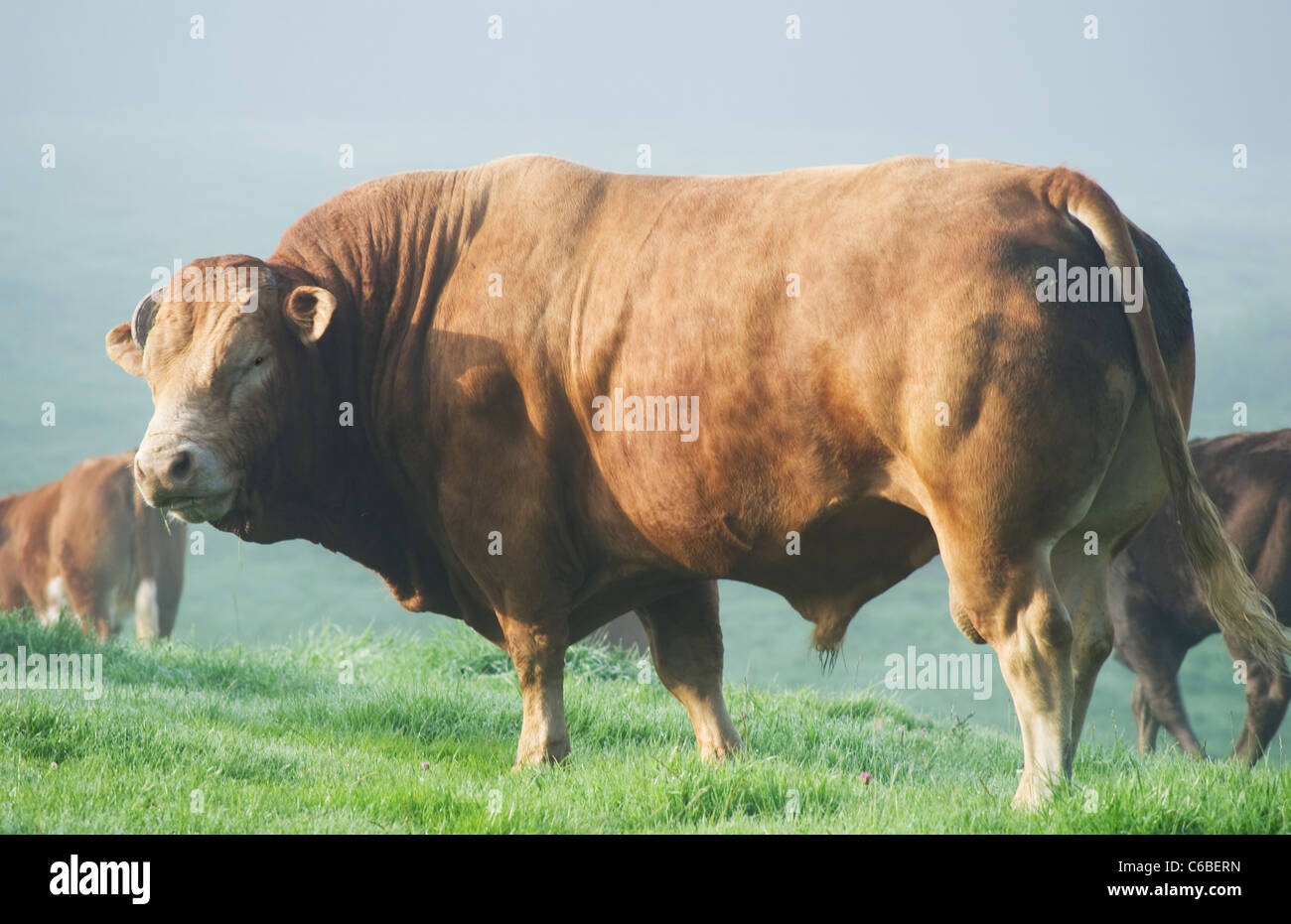 Limousin bull and cows Stock Photo - Alamy