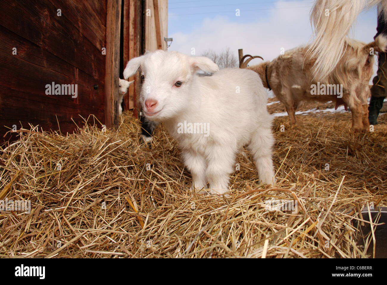 Livestock goat hi-res stock photography and images - Alamy