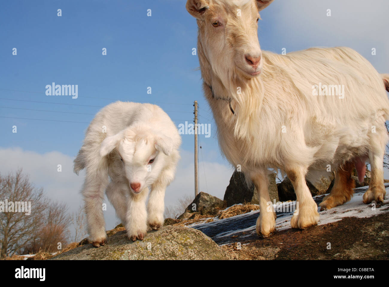 Goat Mother and son Stock Photo - Alamy