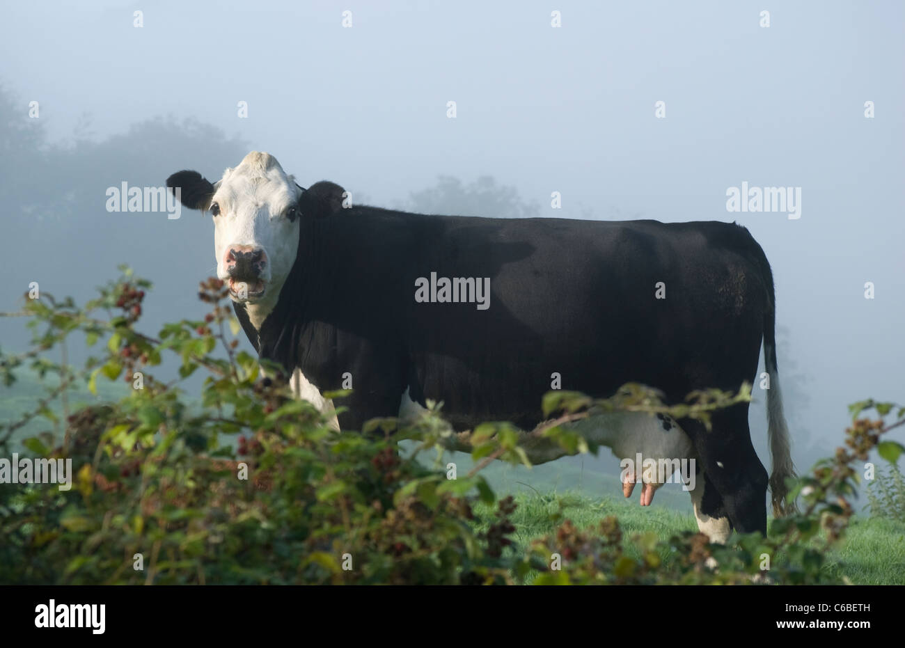Cow in early morning mist Stock Photo - Alamy