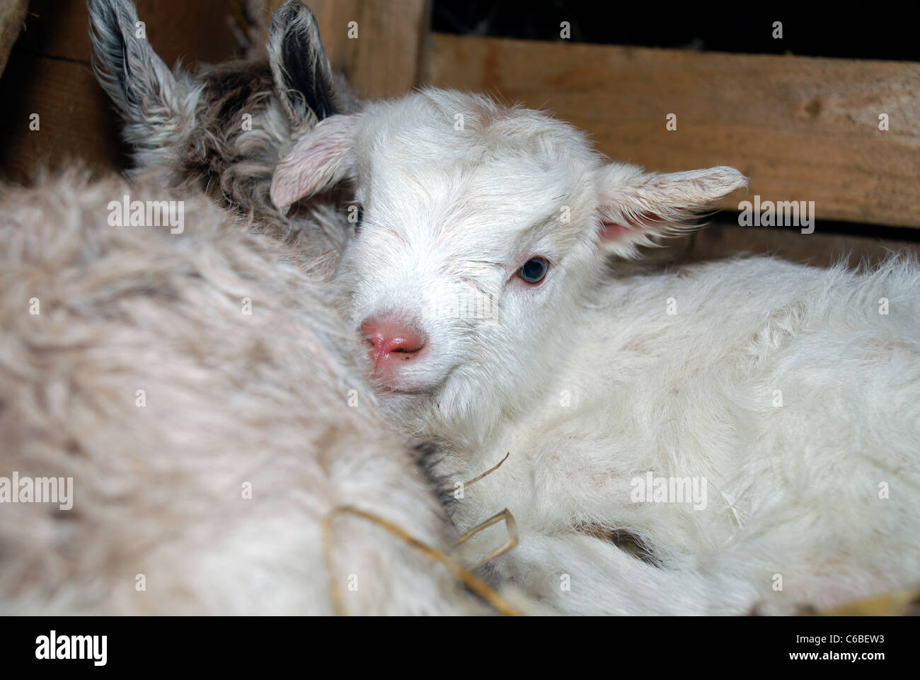 Newborn goat hi-res stock photography and images - Alamy
