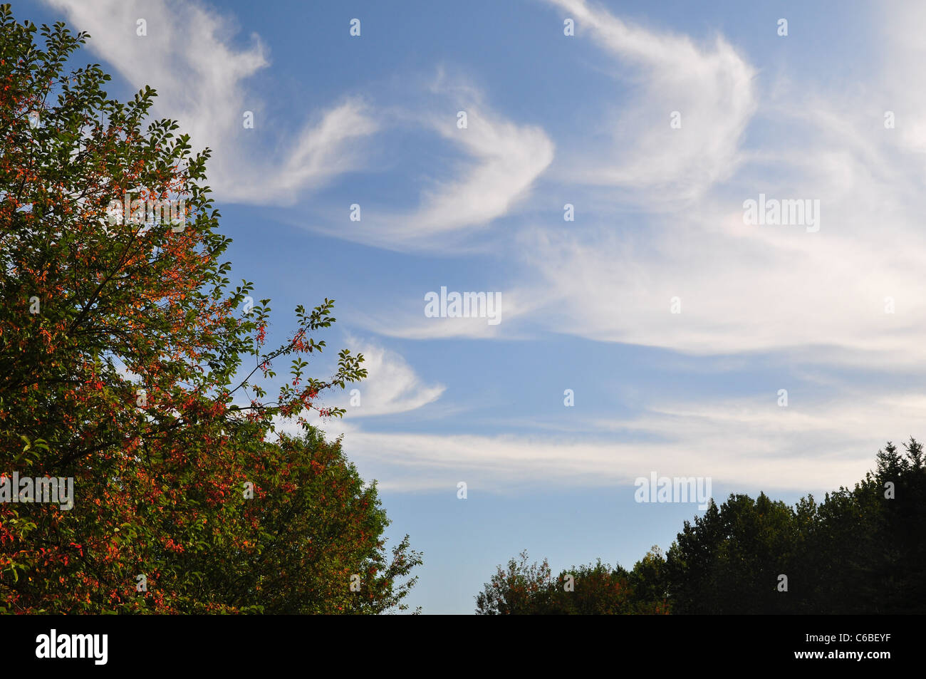 Autumn sky landscape setting with trees and a blue sky Stock Photo - Alamy