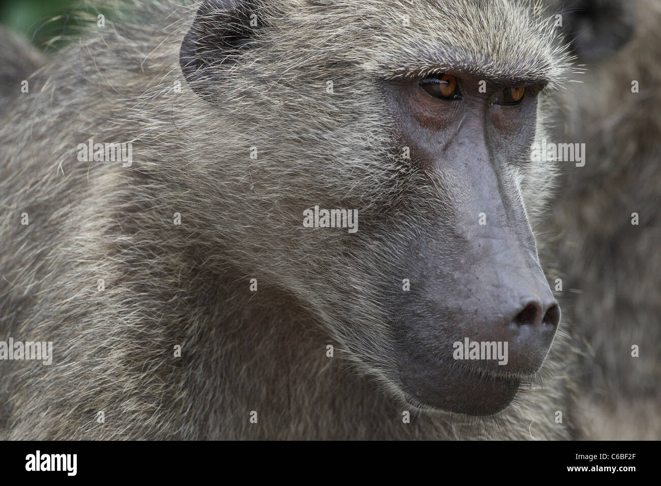 South africa baboon teeth hi-res stock photography and images - Alamy