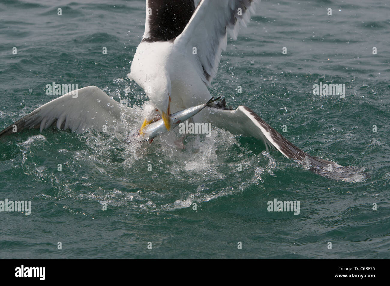 Gulls feeding on mackerel Stock Photo - Alamy