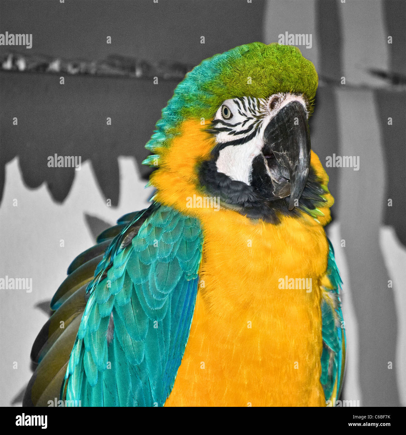 Side view macaw hi-res stock photography and images - Alamy
