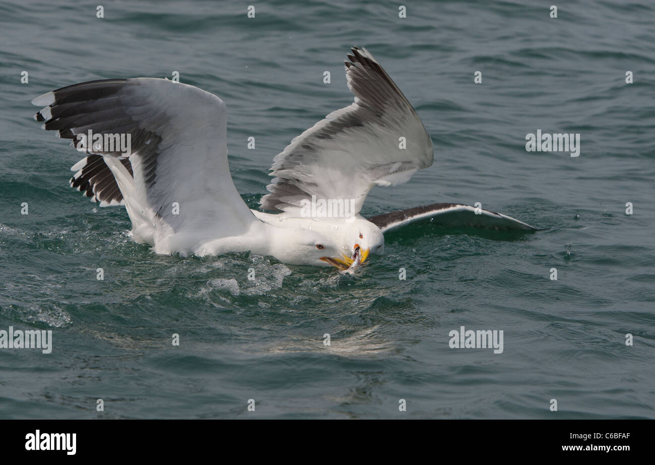 Gulls feeding on fish hi-res stock photography and images - Alamy