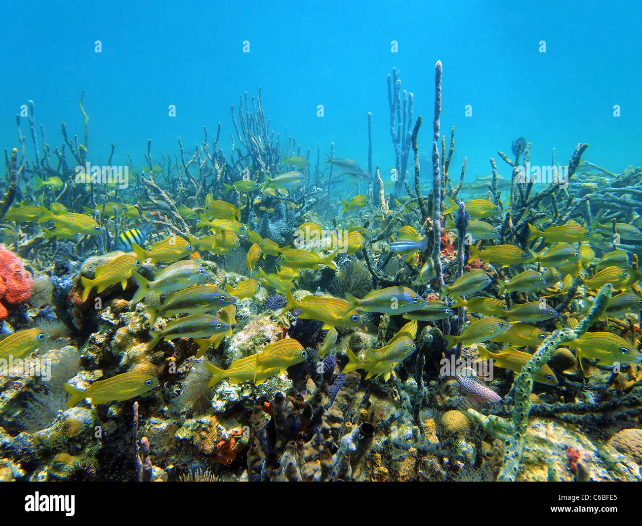 Coral Reef Fish Costa Rica High Resolution Stock Photography and Images ...