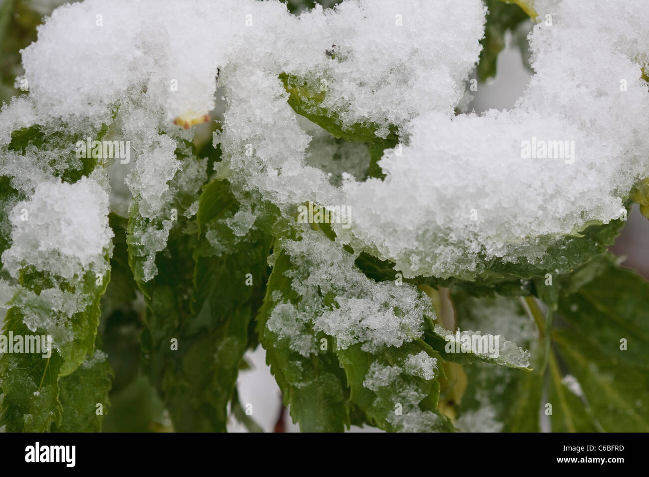 Snow on green tree leaves after freak summer snowstorm in Marsden ...