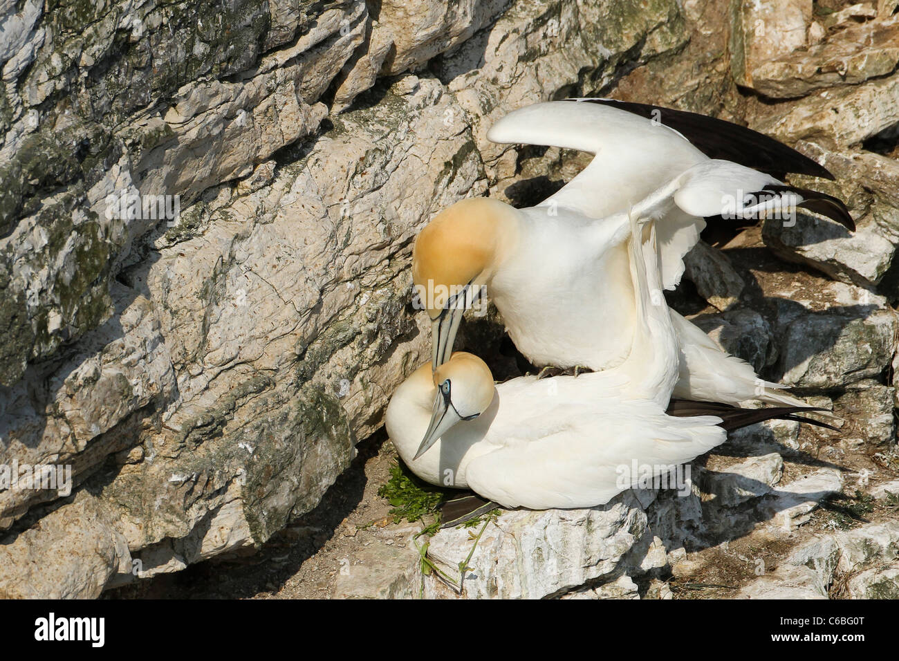 Gannet at Bempton Cliffs Stock Photo - Alamy