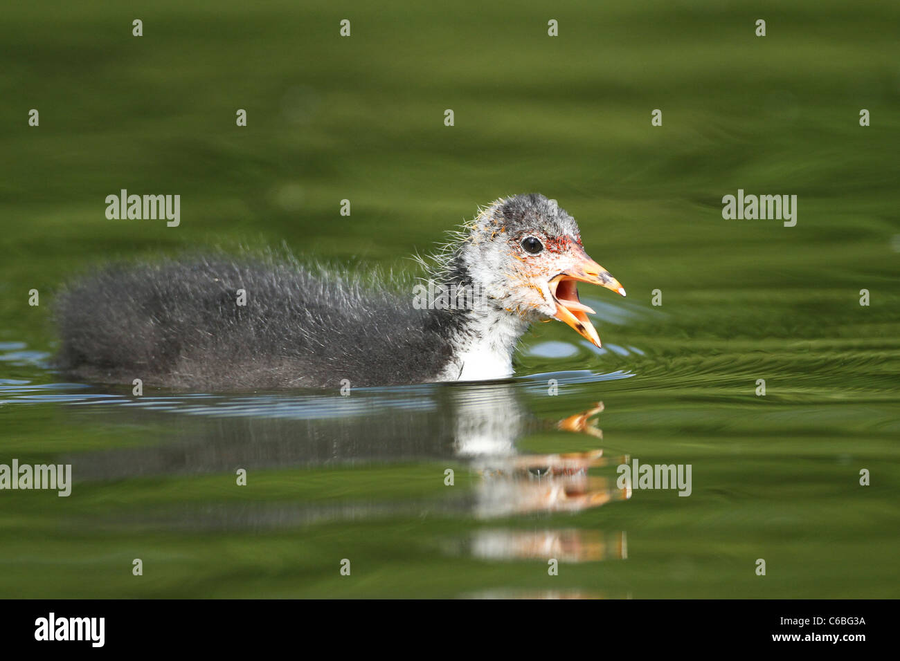 Young coot hi-res stock photography and images - Alamy
