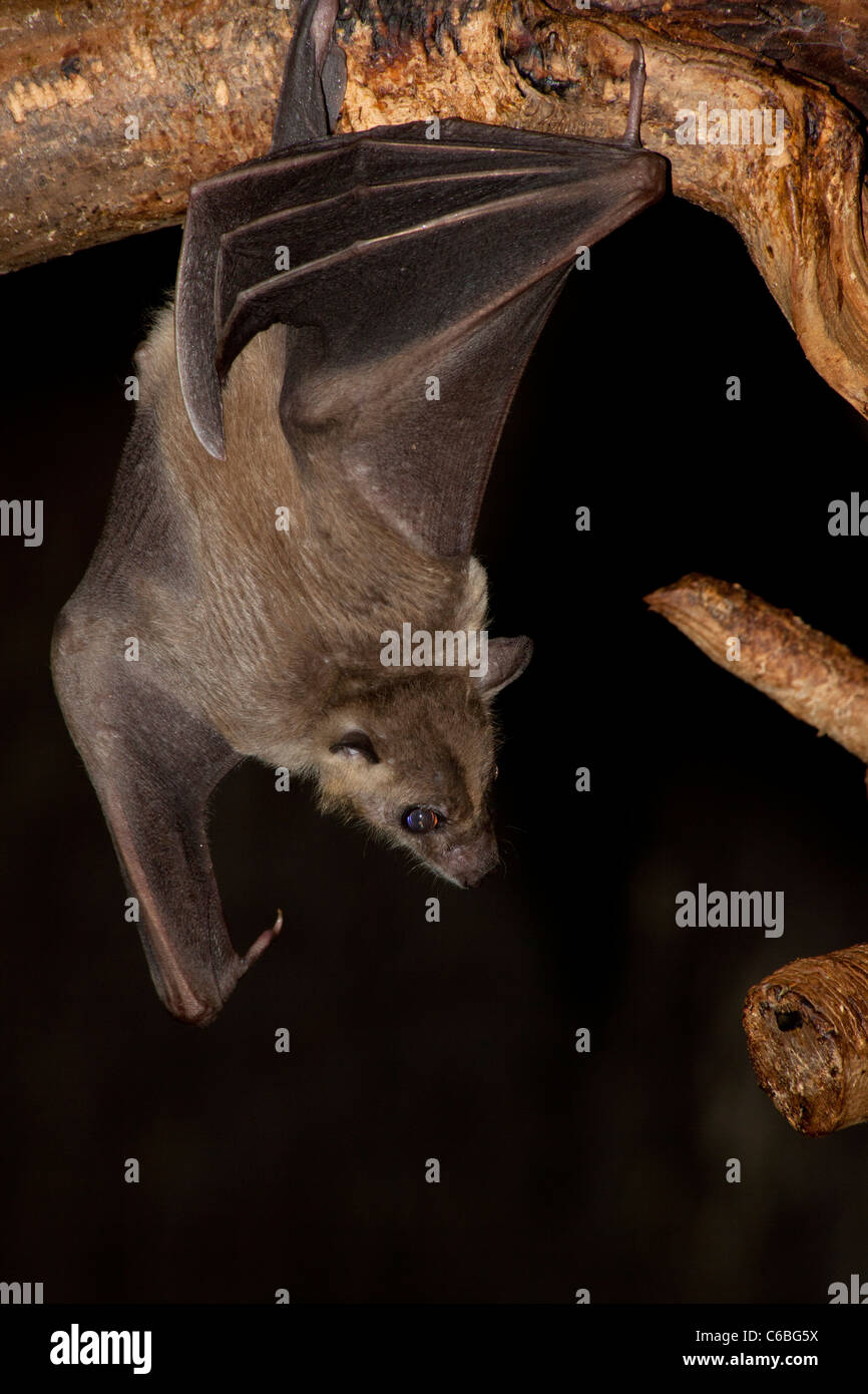 Egyptian rousette bat hi-res stock photography and images - Alamy