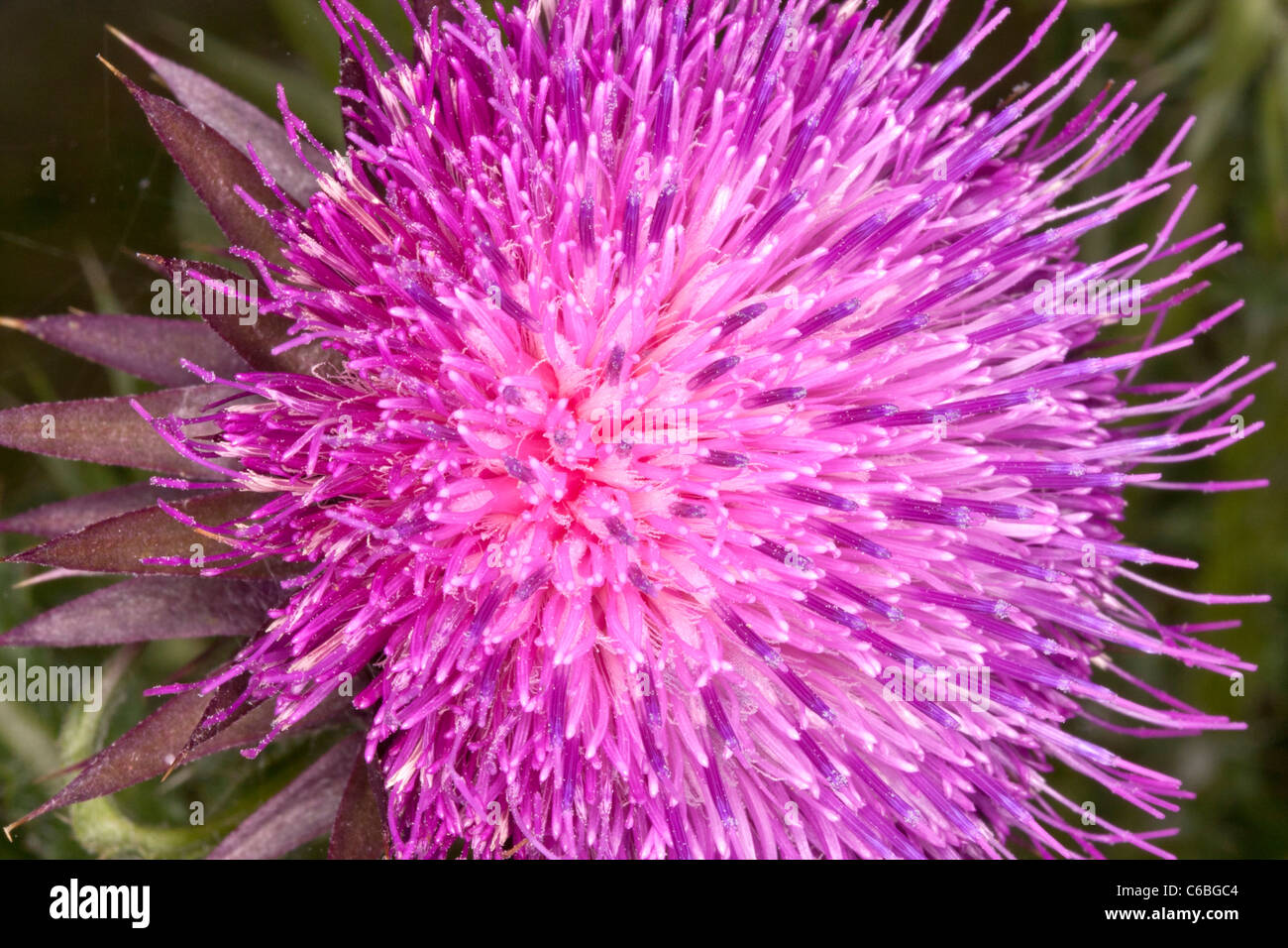 Nodding Thistle (Carduus nutans Stock Photo - Alamy