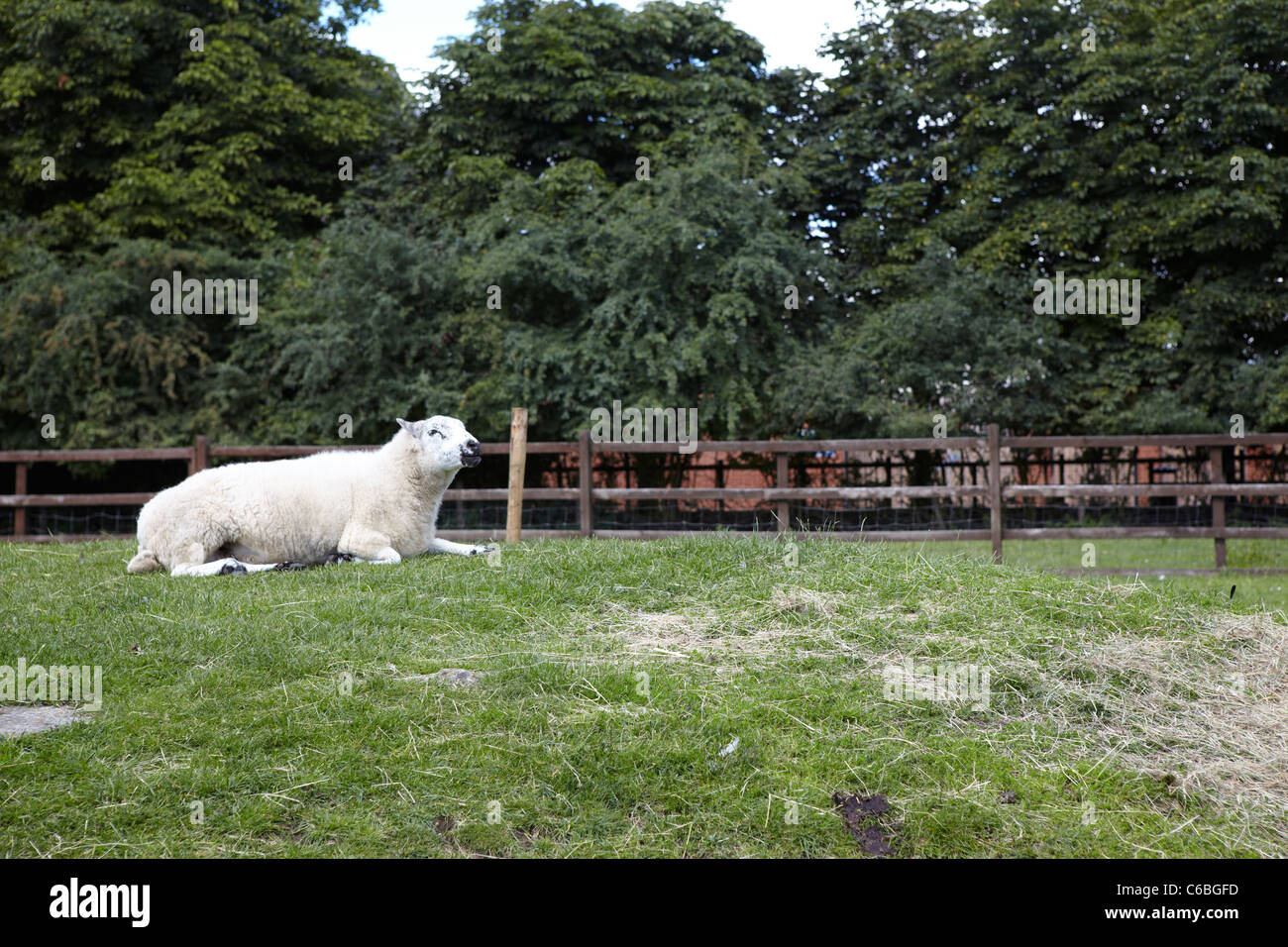 Urban sheep hi-res stock photography and images - Alamy