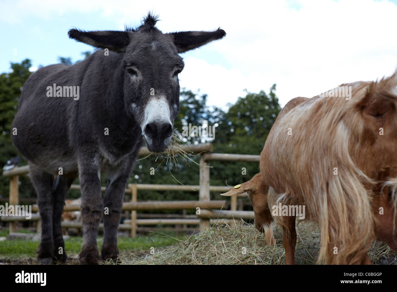 Donkey and goat hi-res stock photography and images - Alamy