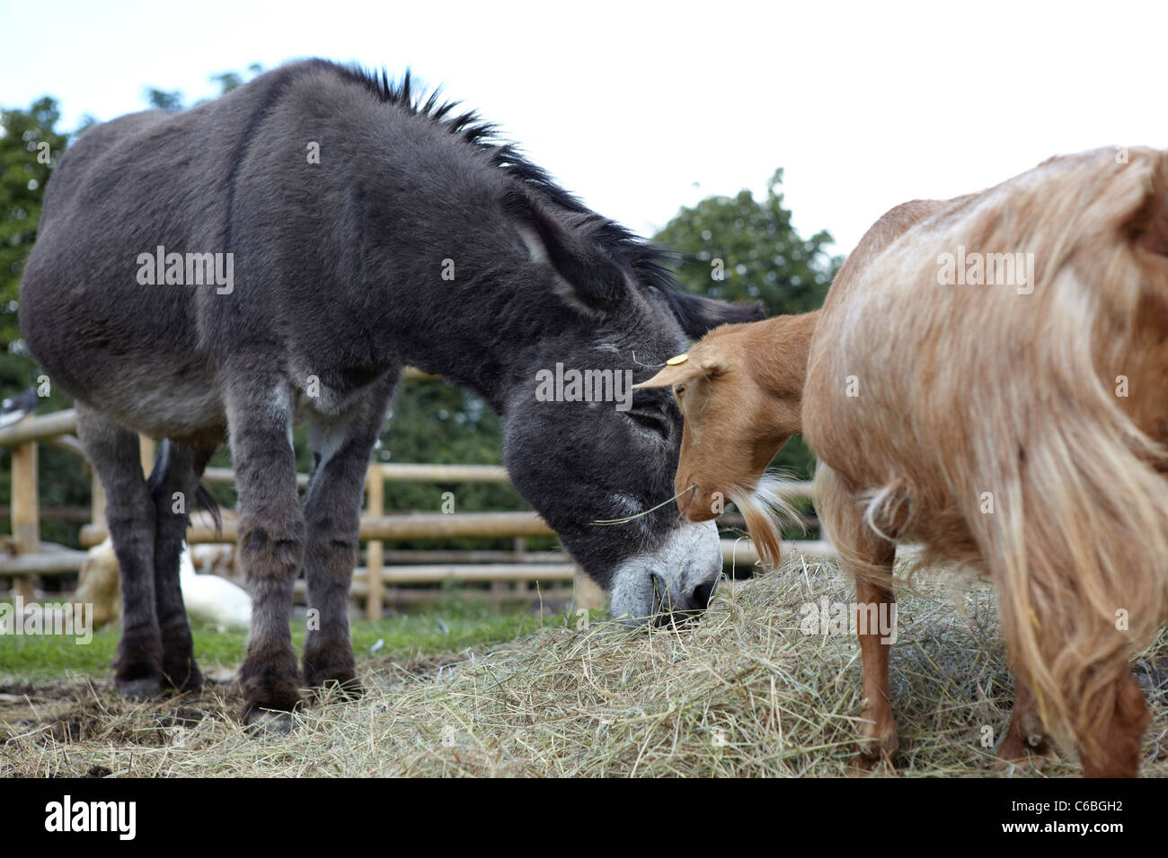 Donkey And Goat High Resolution Stock Photography and Images - Alamy