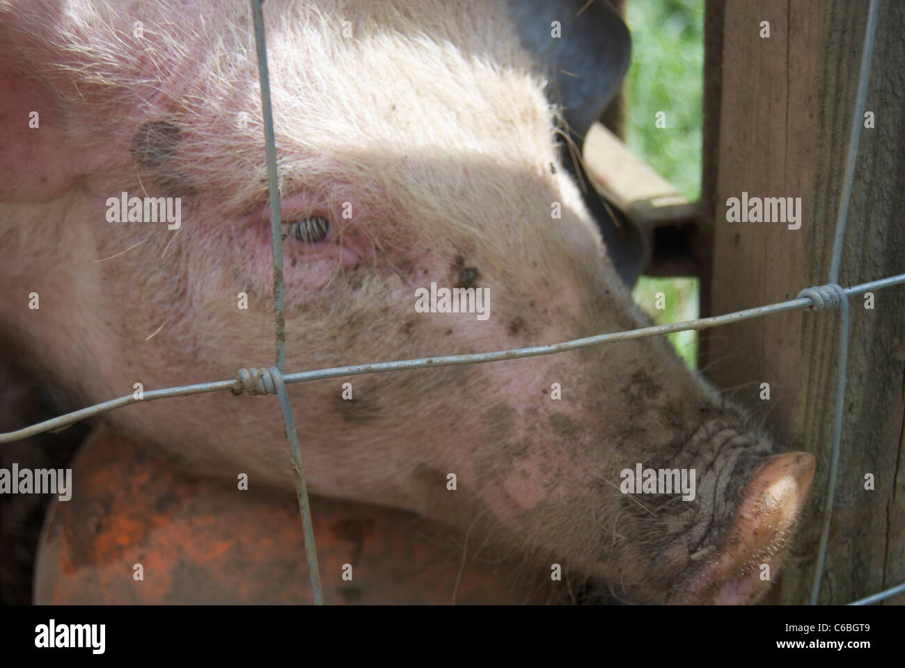 Pig by wire fence hi-res stock photography and images - Alamy