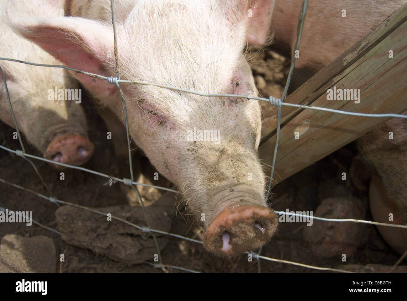 Pig by wire fence hi-res stock photography and images - Alamy