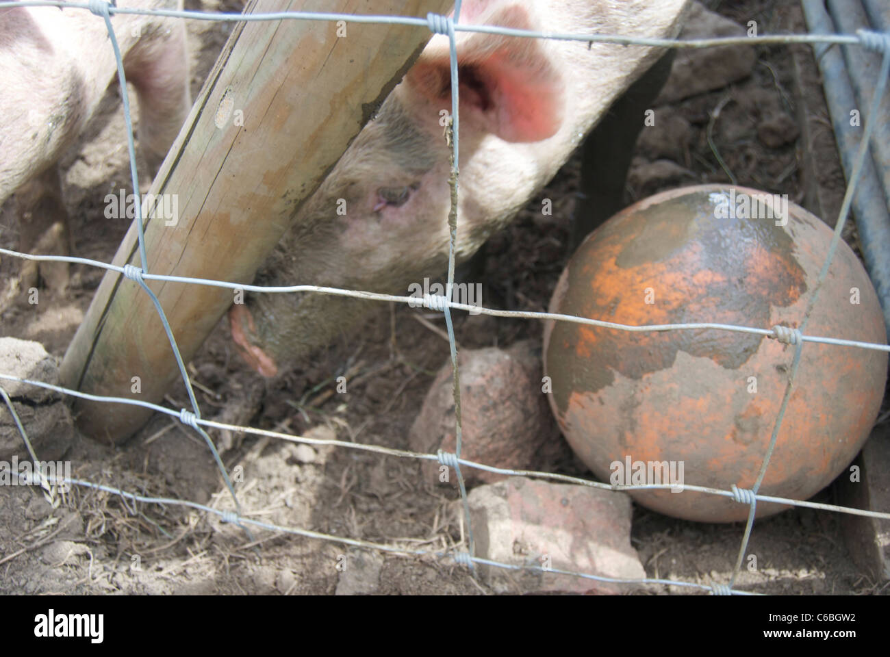 Pig in pen Stock Photo - Alamy