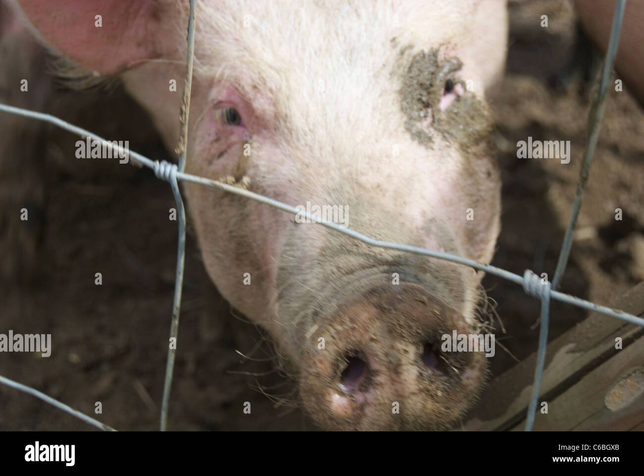 Pig looking through wire fence Stock Photo - Alamy