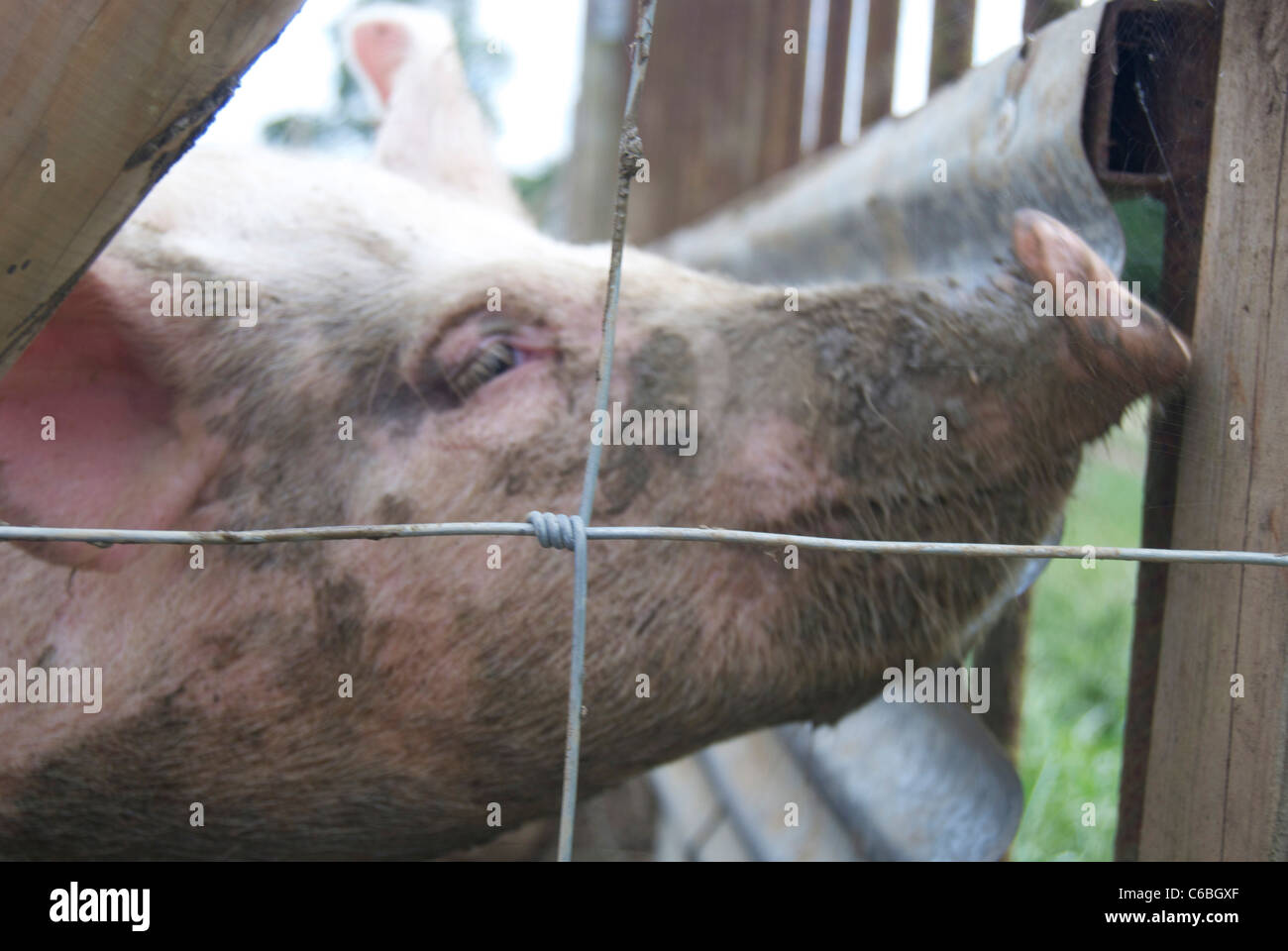 Pig fence hi-res stock photography and images - Alamy