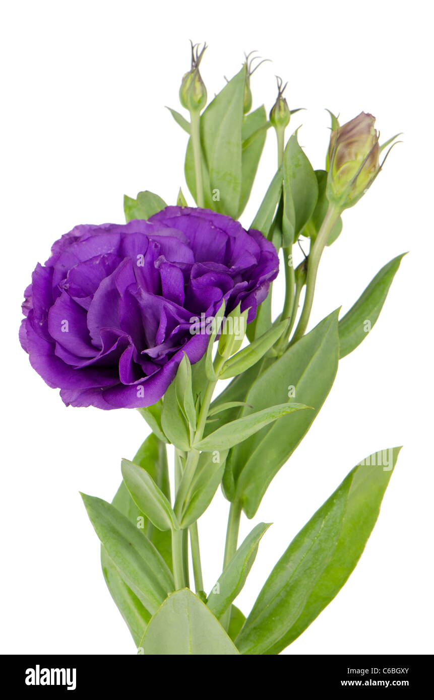 Side view of beautiful purple flower isolated on white Stock Photo - Alamy