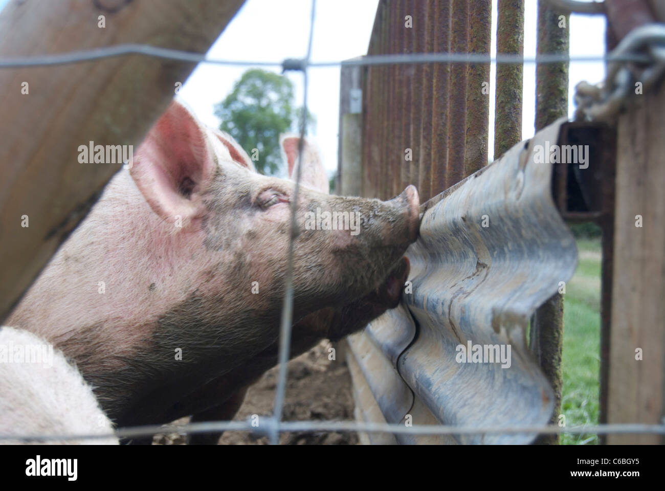 Pigs through wire fence Stock Photo - Alamy