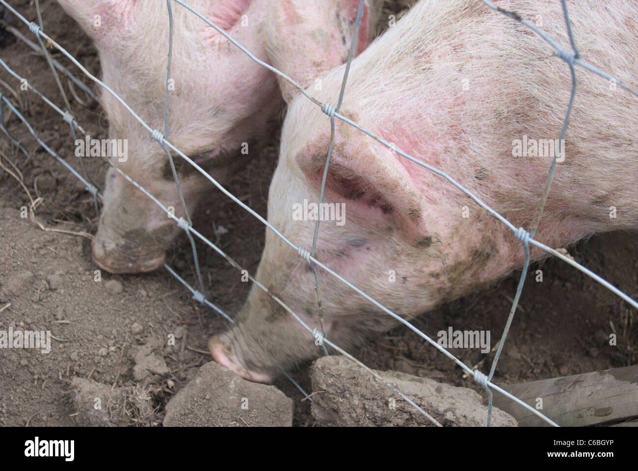 Pigs through a wire fence Stock Photo - Alamy