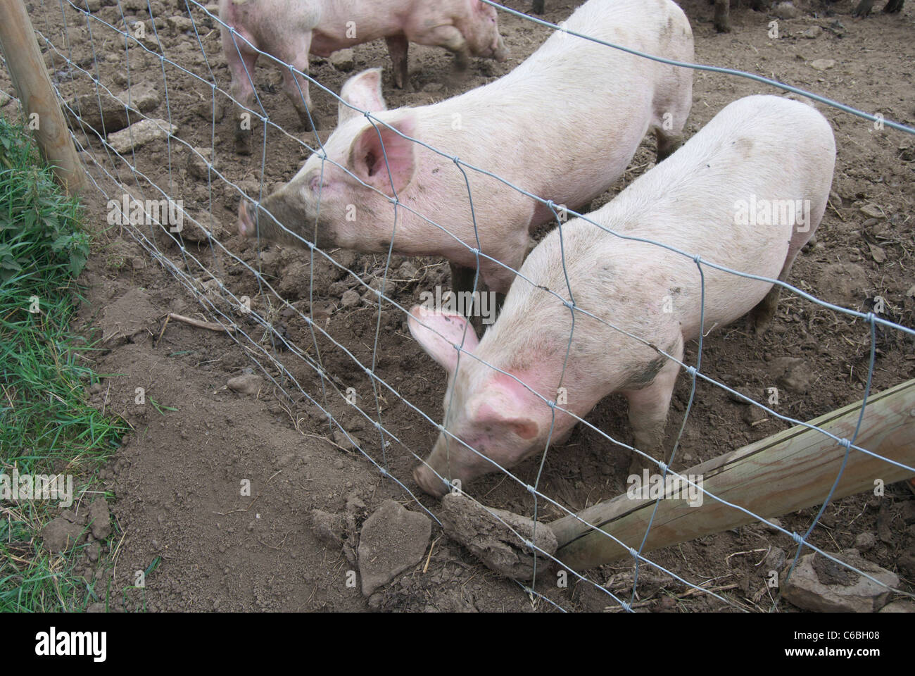 Pigs through wire fence Stock Photo - Alamy