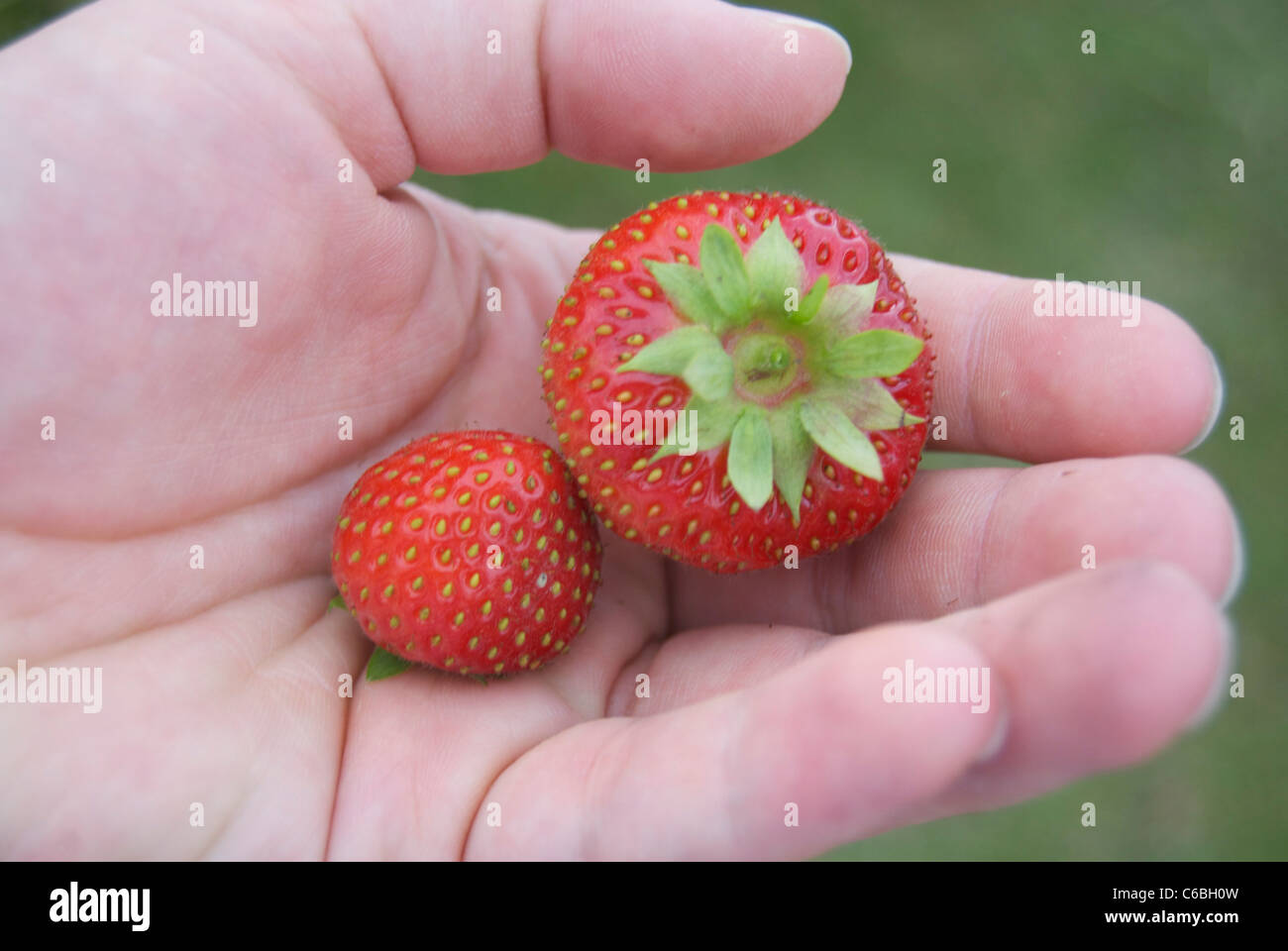 Strawberries held in a hand Stock Photo - Alamy