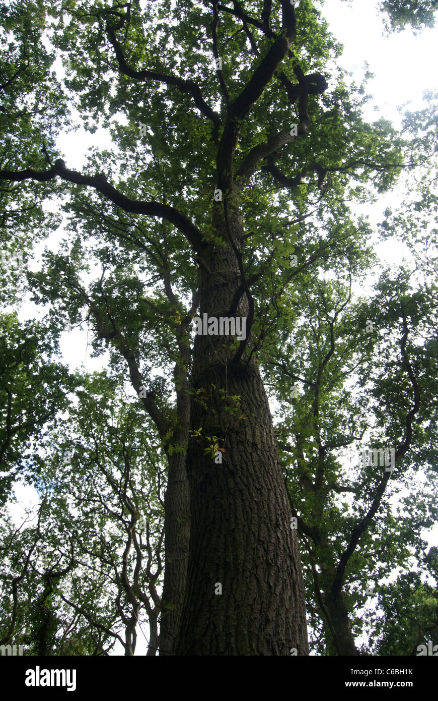 View up at a tree Stock Photo - Alamy