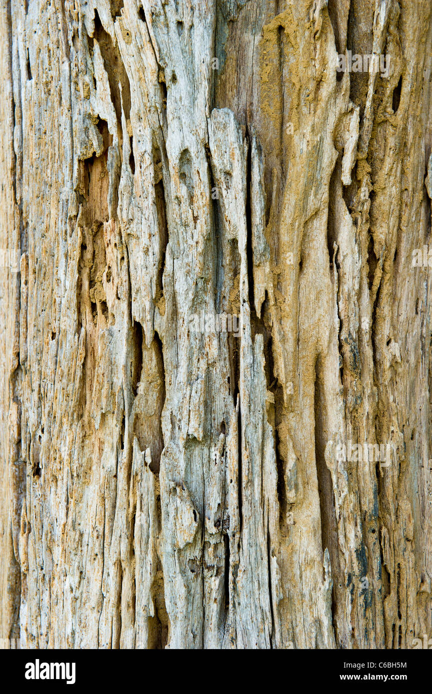 Tree background texture pattern Stock Photo - Alamy