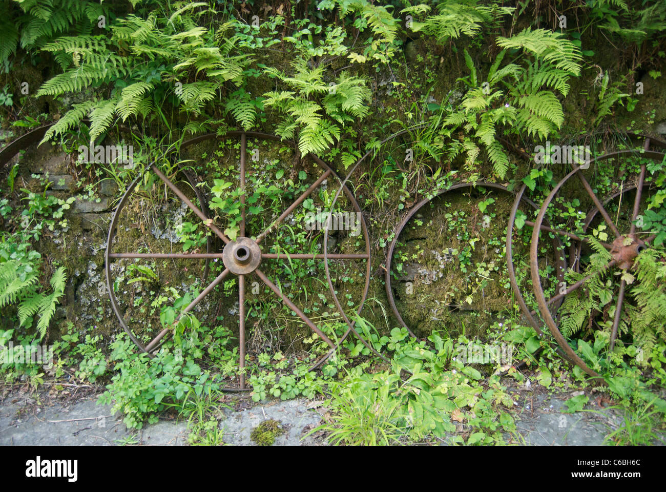 Antique metal wheels leaning against wall covered in ferns Stock Photo ...