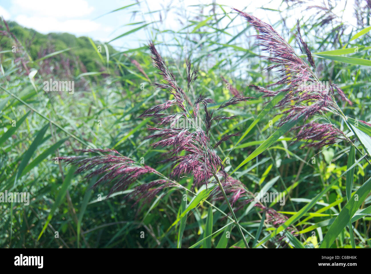 Cowslip leaves hi-res stock photography and images - Alamy
