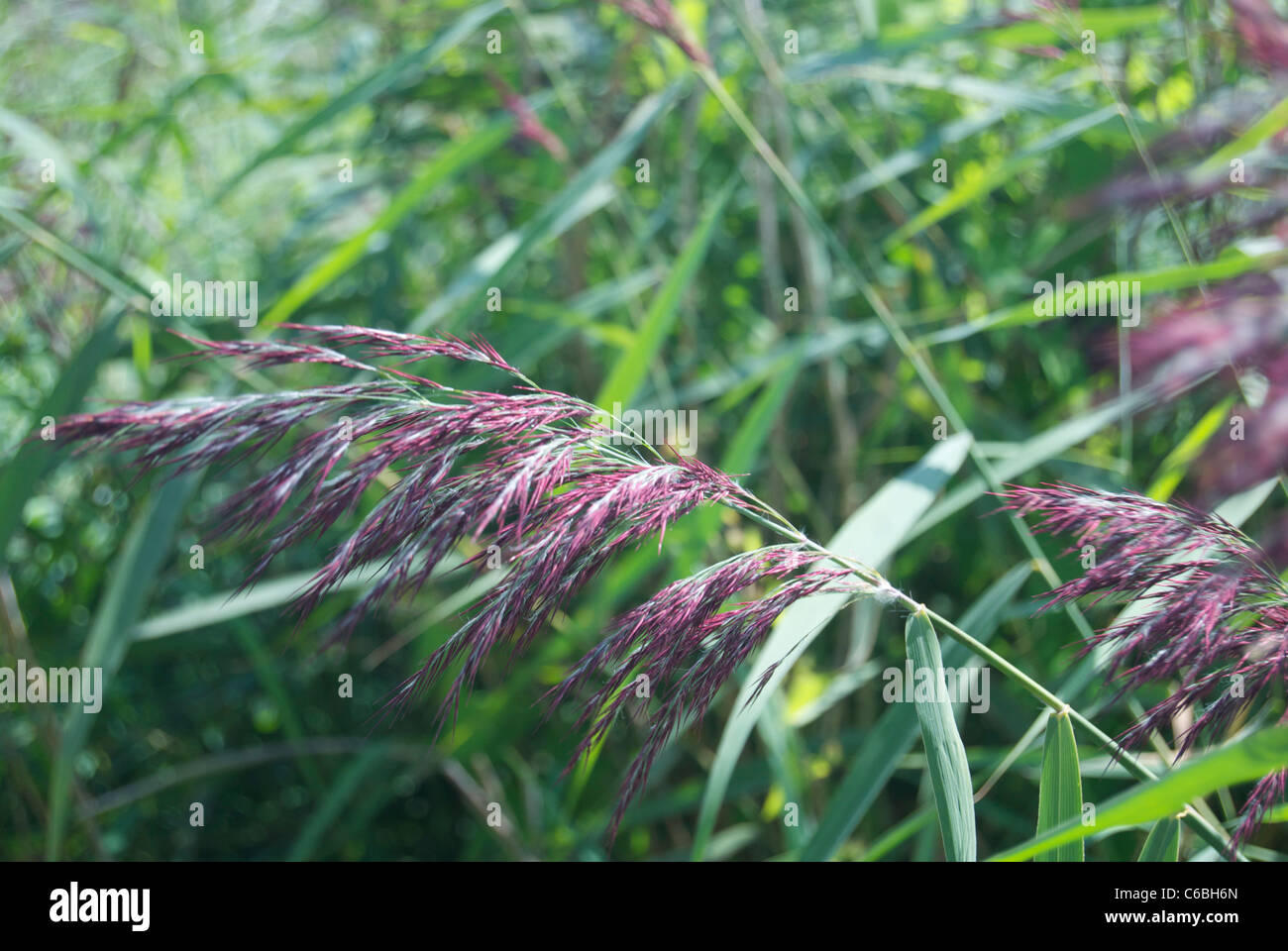 Cowslip leaves hi-res stock photography and images - Alamy