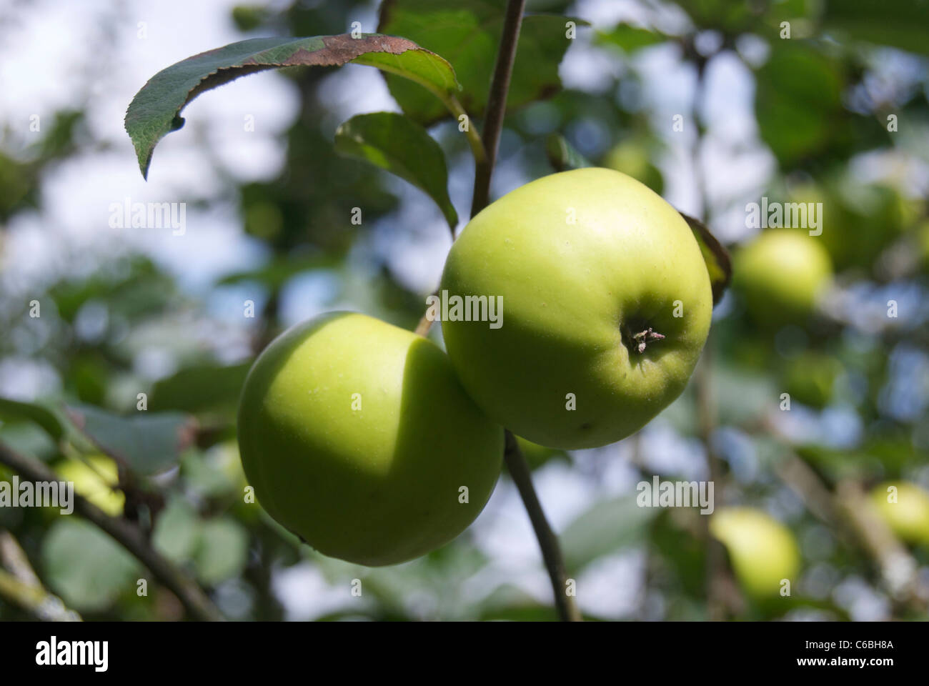 Cornwall apples hi-res stock photography and images - Alamy