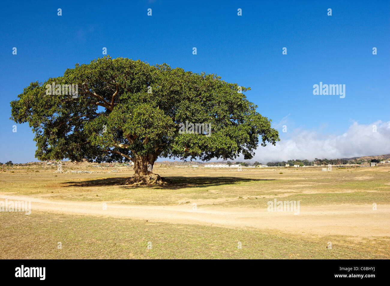 Giant Sycamore (Ficus vasta) (Darro or Daro) in Dekamhare, Eritrea ...