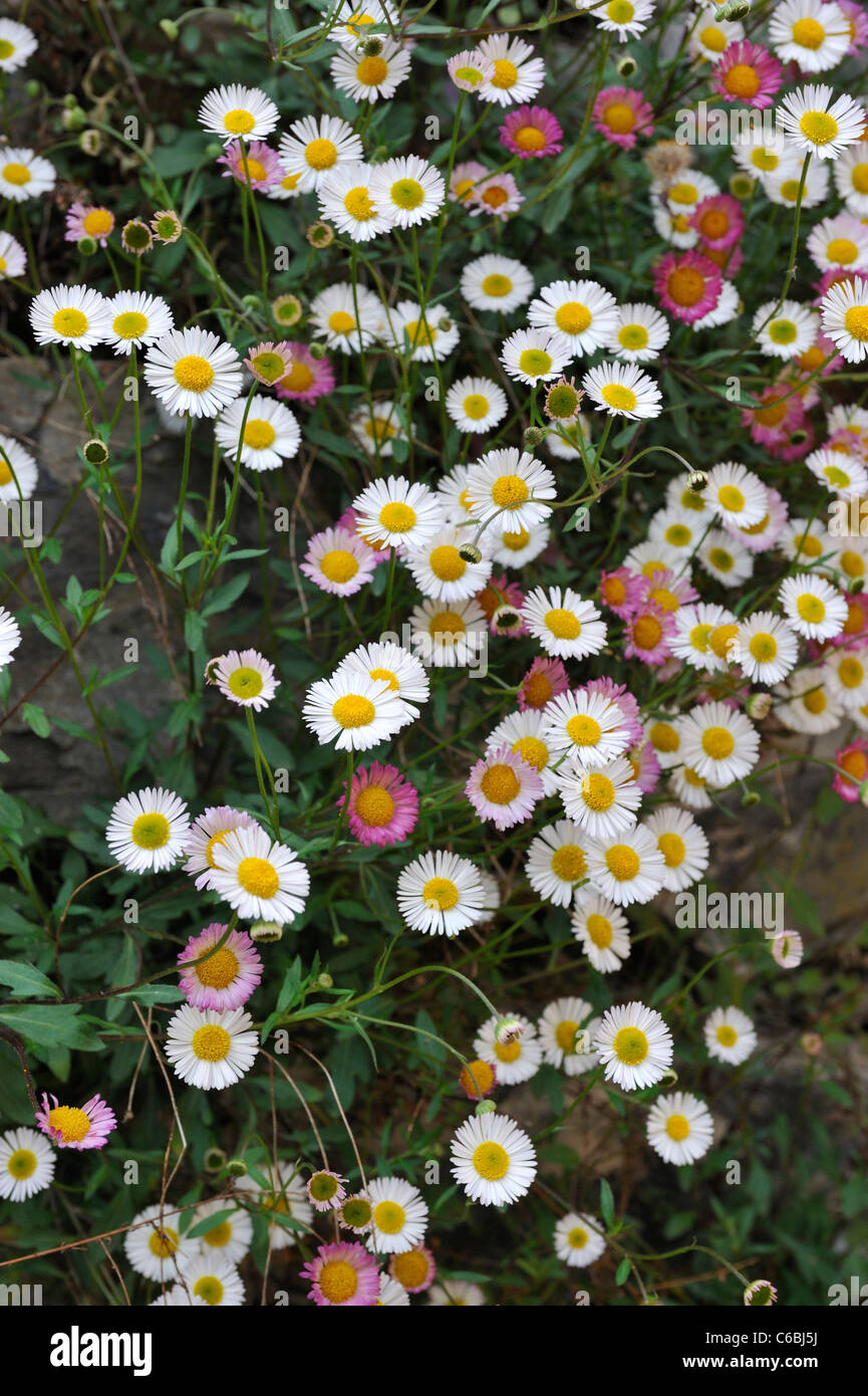 Mexican daisy hi-res stock photography and images - Alamy