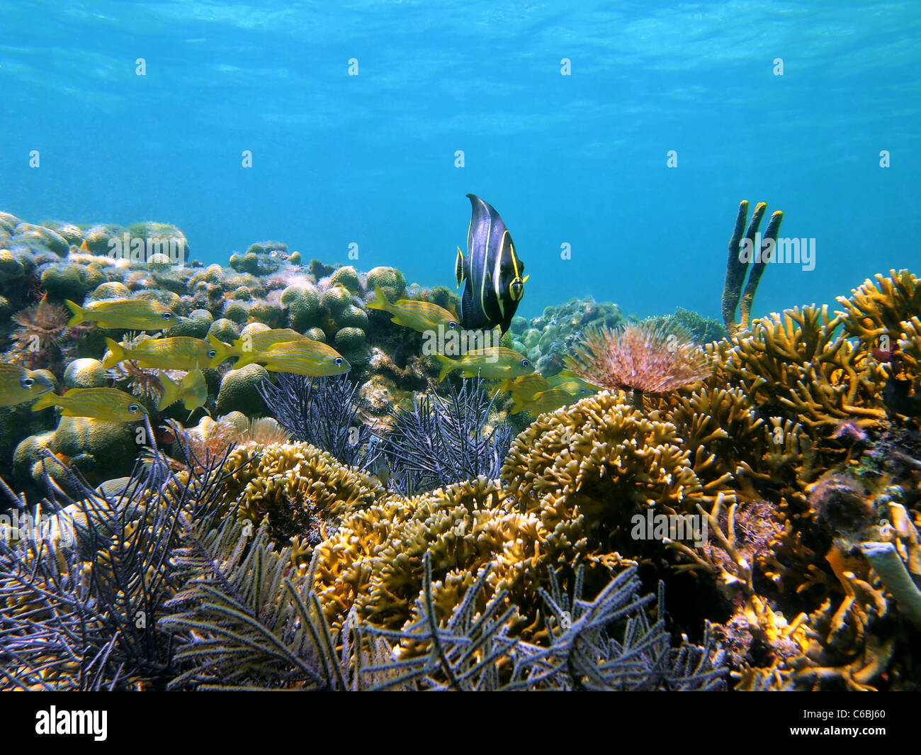 Fish exploration hi-res stock photography and images - Alamy