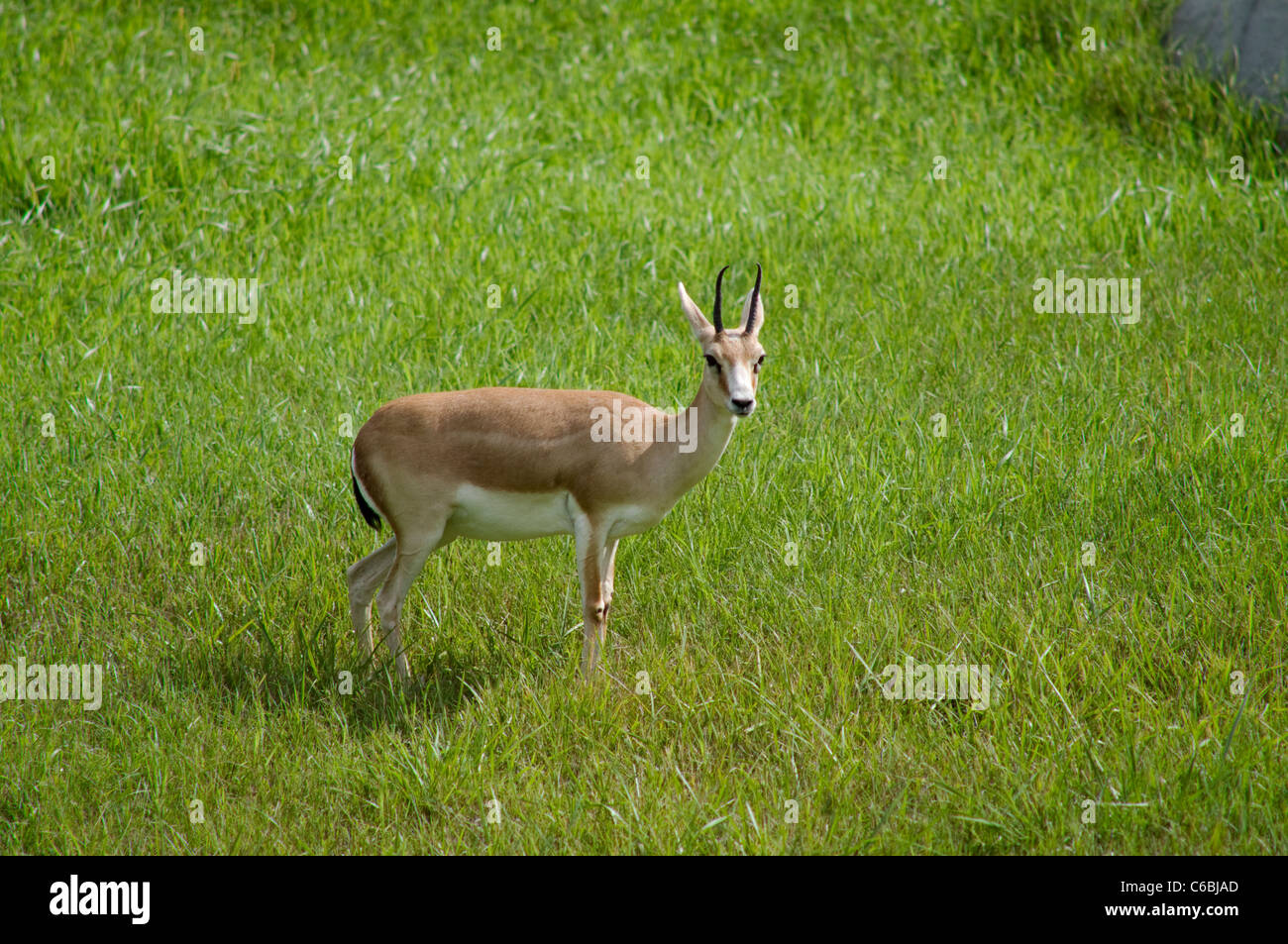 goitered gazelle in grassy field Stock Photo - Alamy