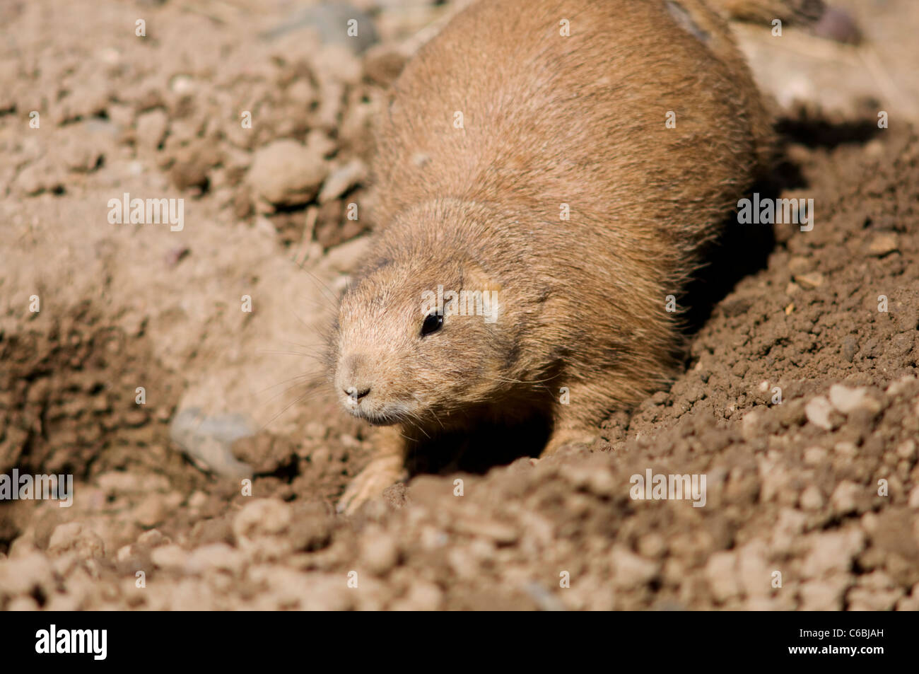 Animal in front of his burrow hi-res stock photography and images - Alamy