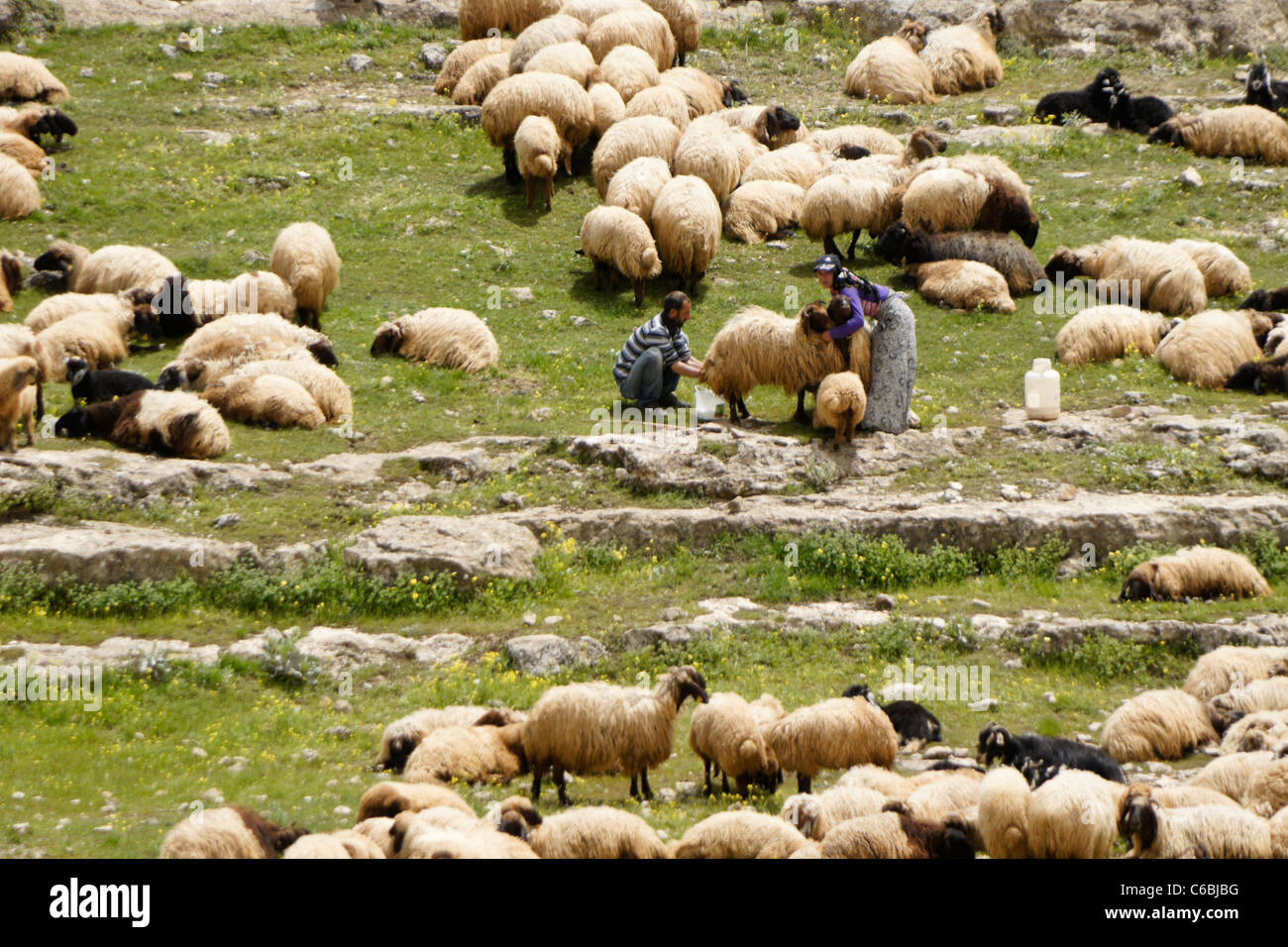 Shepherds milking sheep on rocky hillside, Eastern Anatolia, Turkey ...