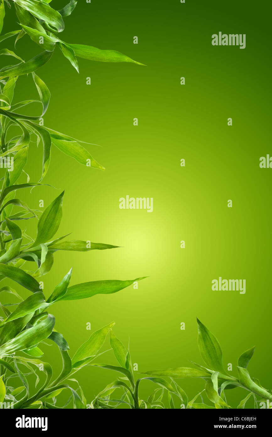 ome shoots of bamboo on white background Stock Photo - Alamy