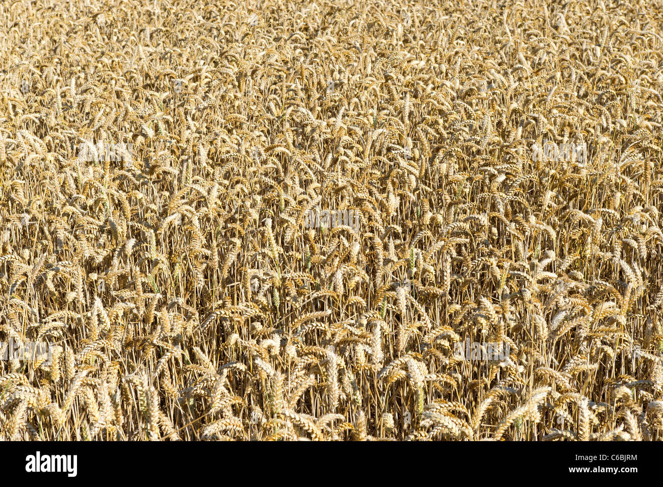 Field ripe wheat ready harvest hi-res stock photography and images - Alamy