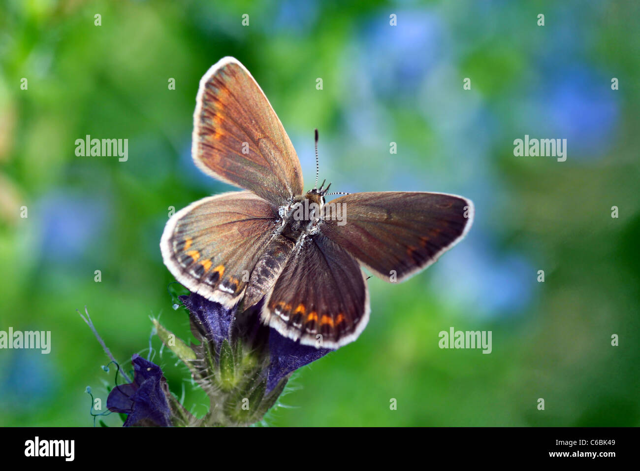 butterfly (lycaenidae) on wild flower Stock Photo - Alamy