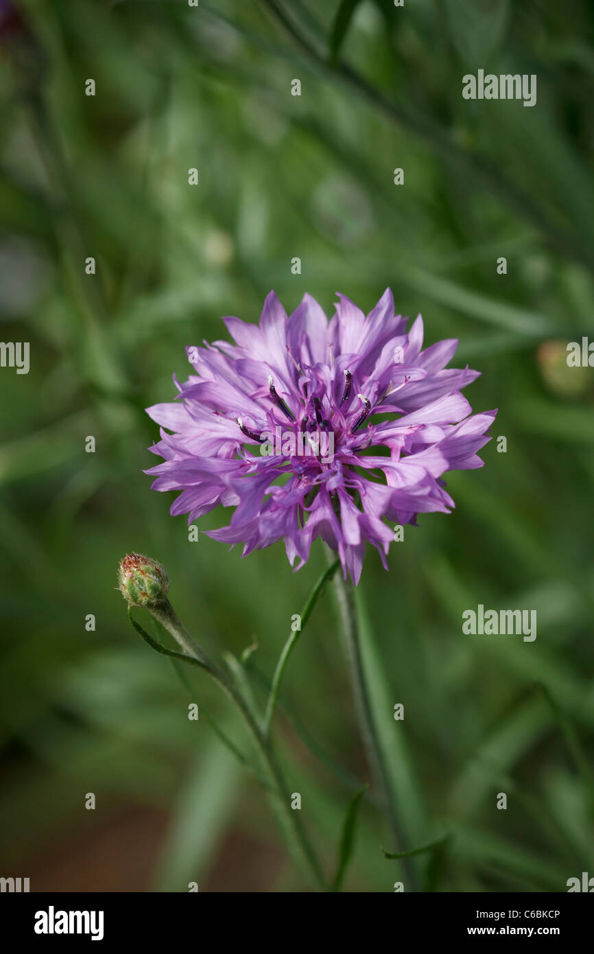 close up purple cornflower and buds Stock Photo - Alamy